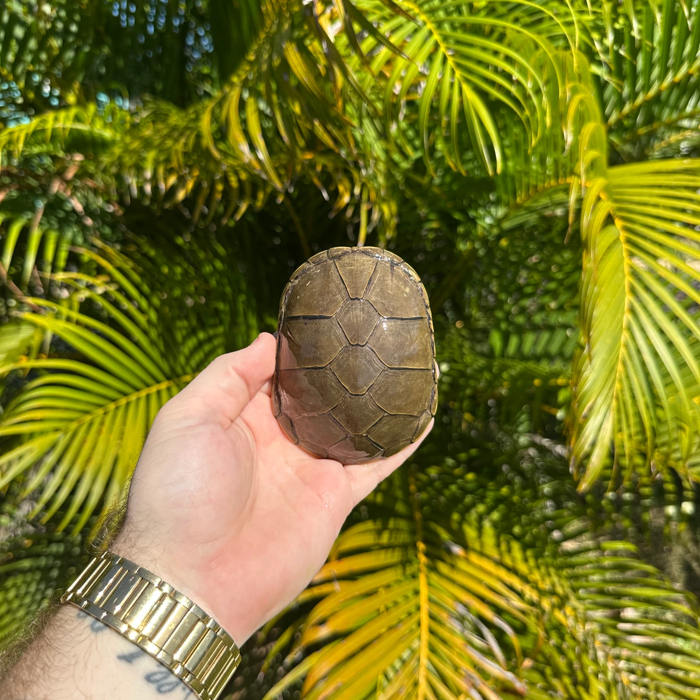 Yellow Mud Turtle (No Reserve) Mud & Musk Turtles by South West Florida ...