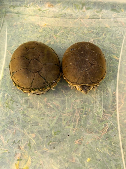 1.1 Yellow Mud Turtles (No Reserve) Mud & Musk Turtles by South West ...