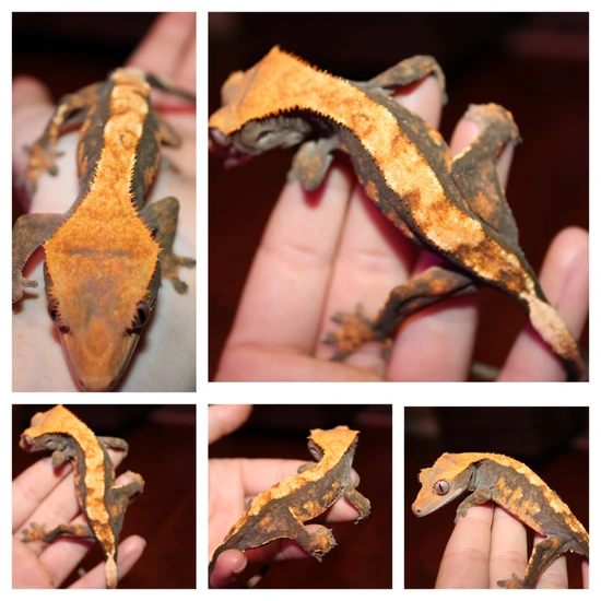 Drippy Harlequin 26g(Atlas) Crested Gecko by Swfreptiles