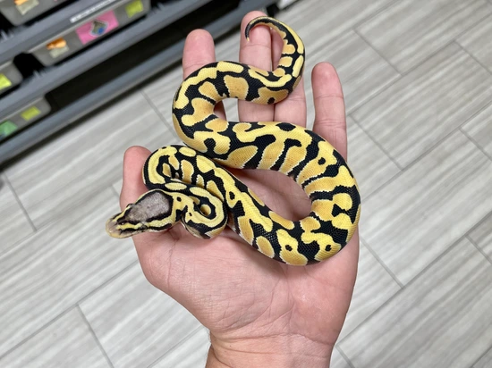 Pastel Orange Dream Desert Ghost 66 Het Cryptic Ball Python by Markel ...