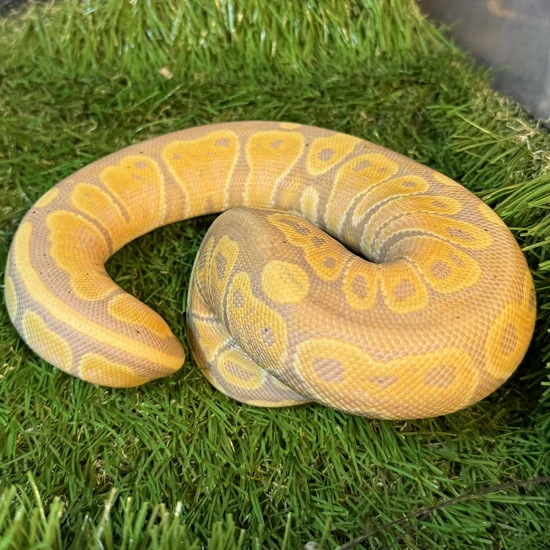 Banana Ball Python by Florida Ball Pythons