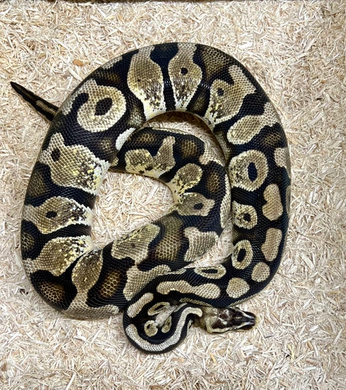Pastel Enchi Scaleless Head Ball Python by SWReptile