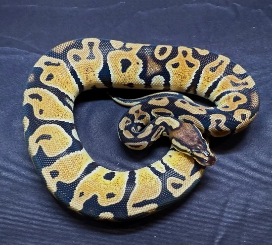 Pastel Pos Het Clown , Pied, And Monsoon Ball Python by SWReptile