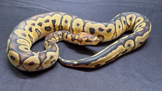 Chunky Clown Ball Python by SWReptile