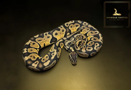 Pastel POS Het Hypo Ball Python by Shawque Exotics, LLC.