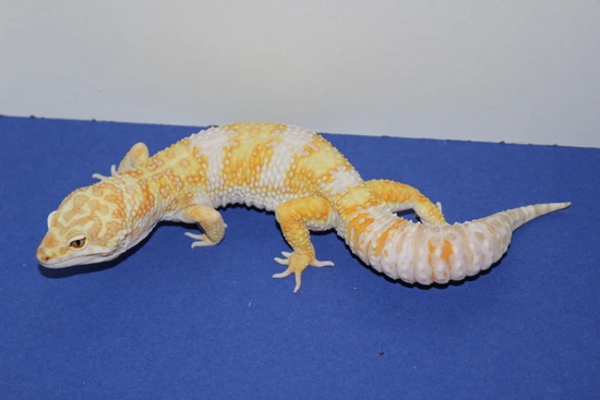 Super Giant Tremper Hybino Ph Diablo Blanco Leopard Gecko by T-Dragons