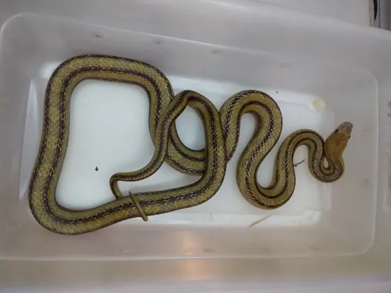 Yellow Other Rat Snake by Taíno Exotics