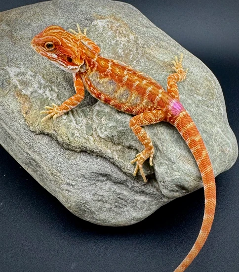 Gorgeous Color Stripe With Blue Bars! Central Bearded Dragon by Table ...