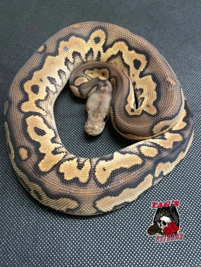 Cinnamon Clown 50% Het Pied Ball Python by Tag's Pythons