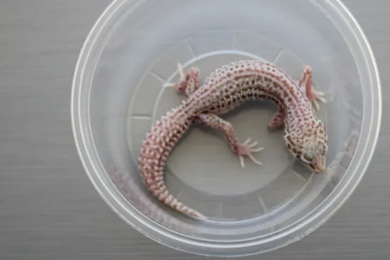 Super Snow Radar Leopard Gecko by B&M Gecko