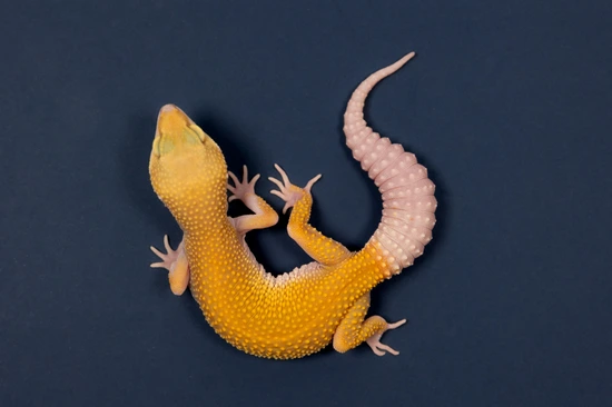 Murphy’s Patternless Eclipse Het Rainwater Albino Leopard Gecko by B&M ...