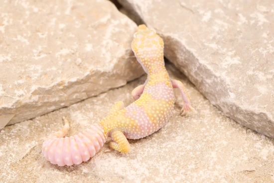 Montanus Line Tremper Albino 66% Het Eclipse Leopard Gecko by B&M Gecko