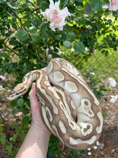 Pair BEL Makers (Les/Les) Ball Python by Tailored Snakes
