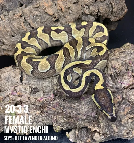 Mystic Enchi 50% Het Lavender Ball Python by SCAR