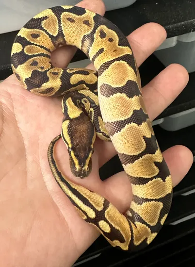 Dinker Enchi YB Ball Python by SCAR