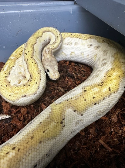 Banana Cinnamon Clown Ball Python by SCAR