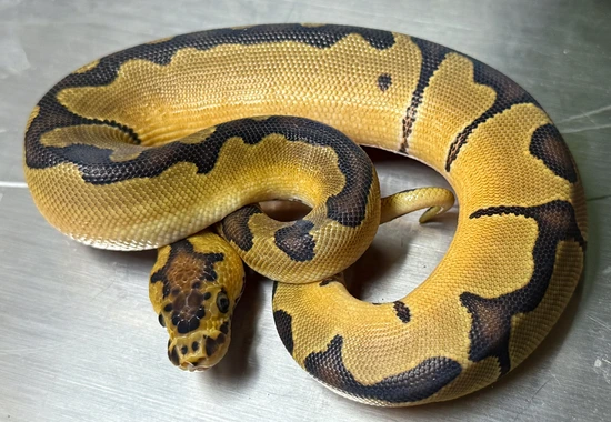 Enchi Clown Ball Python by SCAR
