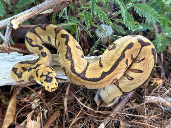 Spotnose Enchi Clown Ball Python by SCAR