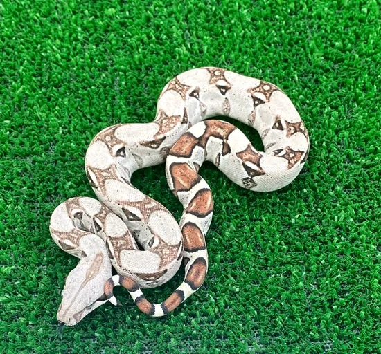 Inferno Pastel DH Snow Boa Constrictor by Taking Up Serpents
