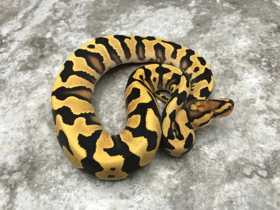 Yellow Belly Crypton Desert Ghost Ball Python by TallGrass Reptiles