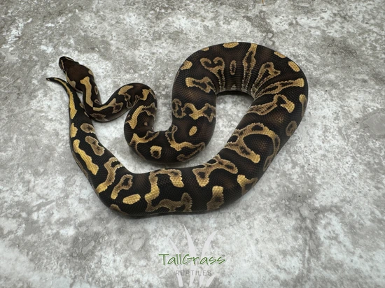 GHI Mystic Het Clown Ball Python by TallGrass Reptiles