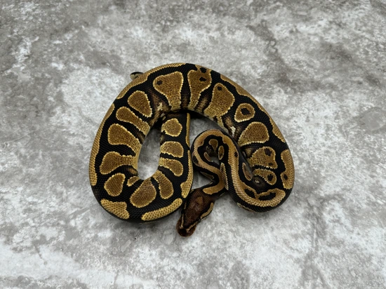 Yellow Belly Het Desert Ghost 50% Het Clown Ball Python by TallGrass ...