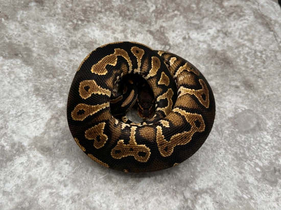 Black Head Yellow Belly Het Desert Ghost Ball Python by TallGrass Reptiles