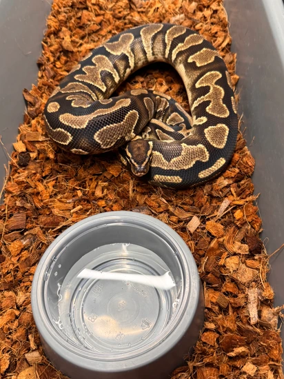 Asphalt Het Pied Ball Python by TallGrass Reptiles