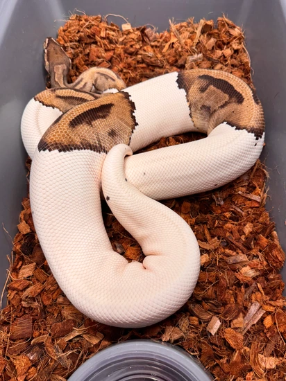 Pied Ball Python by TallGrass Reptiles