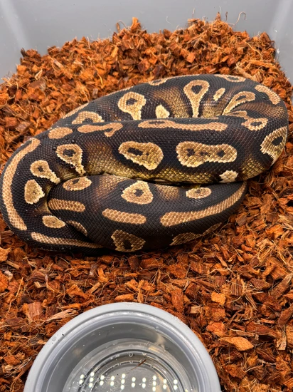 Black Head Pastel Yellow Belly Het Desert Ghost Ball Python by ...