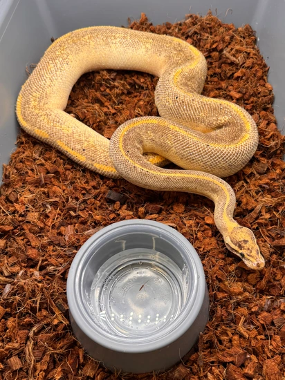 Asphalt Enchi Yellow Belly Het Desert Ghost Ball Python by TallGrass ...