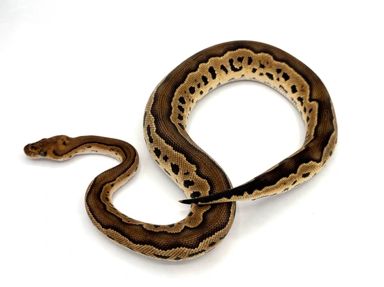 Black Head Asphalt Clown Ball Python by TallGrass Reptiles