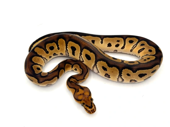 Red Stripe Clown Ball Python by TallGrass Reptiles