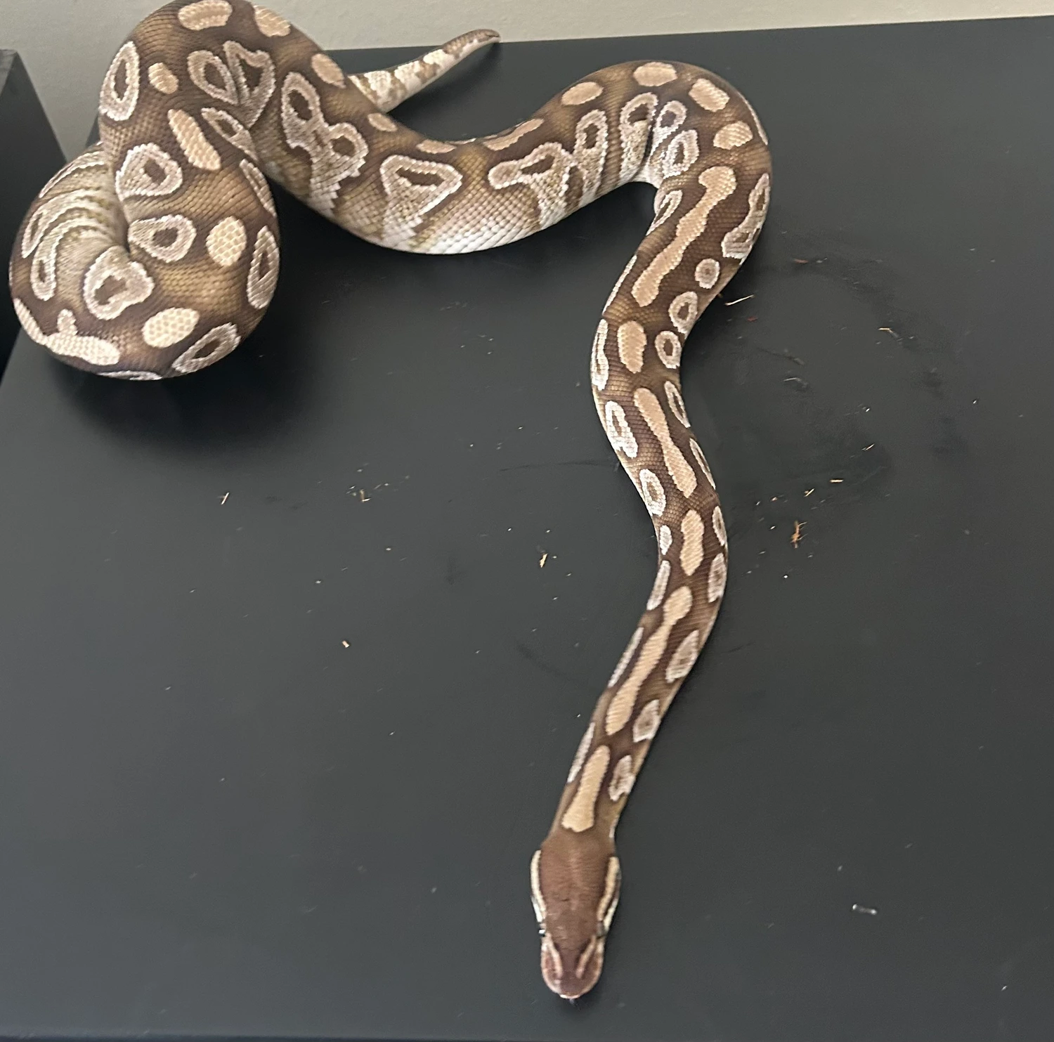 Southern Ohio Scales's Collection - MorphMarket