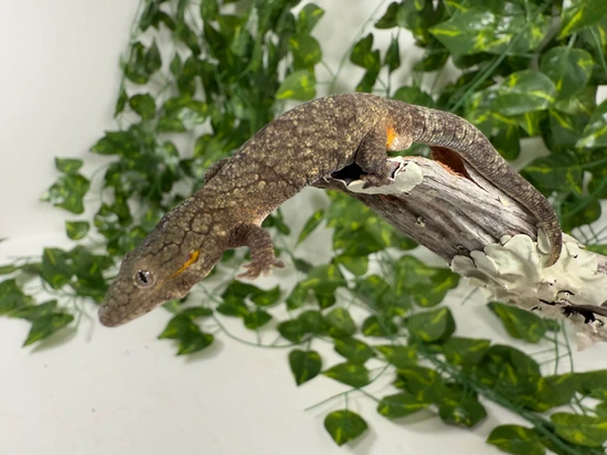 Eurydactylodes Agricolae Male Chameleon Gecko by Tara Leigh's Cresties
