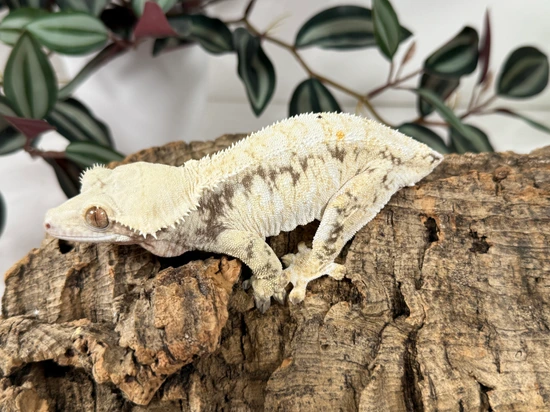 HomeWrecker *Proven Female* Crested Gecko by Tara Leigh's Cresties