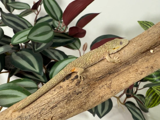 Eurydactylodes Agricolae Chameleon Gecko by Tara Leigh's Cresties