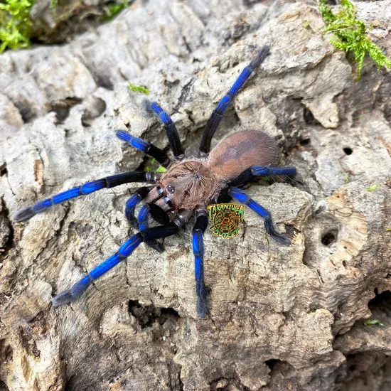 Birupes Simoroxigorum FEMALE 2.5" Tarantula by Tarantula Outlet