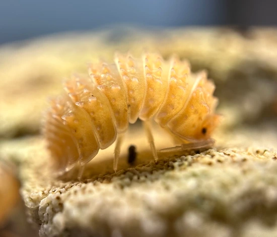 Spiky Pineapple Isopods (Cristarmadillidium Muricatum) 10ct by Tar ...