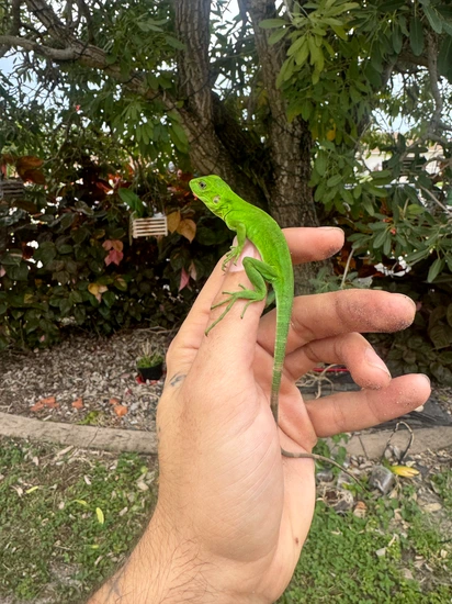 2025 Pied Pectinata Central American Iguana by Tartaruga Reptiles