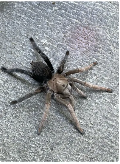 Aphonopelma Sp Diamondback Tarantula by MicroWilderness