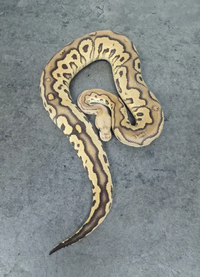 Black Pastel Fire Clown Ball Python by TkConstrictors