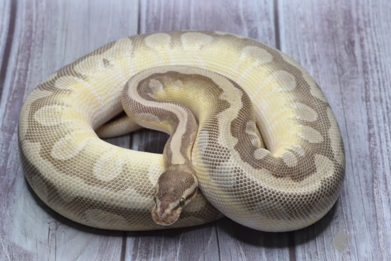 Enchi Soul Sucker Ball Python by Screaming Morphs