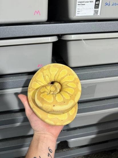 Banana Super Enchi Yb Het Desert Ghost Ball Python by Taylor’s serpents