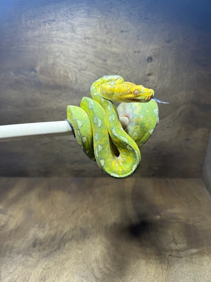 Red Biak Green Tree Python by Taylor’s serpents