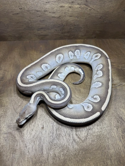 Mojave Cinder Het Clown Ball Python by Taylor’s serpents