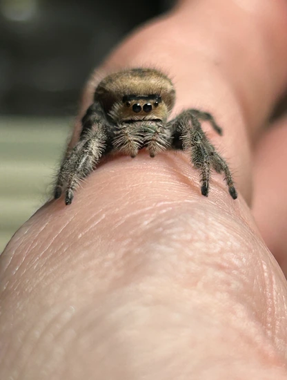 (30) I3 UNIQUE Dark Orange X Clay Regal Jumping Spiders by Tay's ...