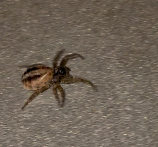 (2) S. Lineatus ~ Velvet Spiders Other Spider by Tay's Spoodsylvania