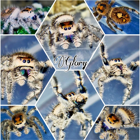 Glory ~ Holdback Release Unique Dragon’s Breath SubAdult Female Jumping ...