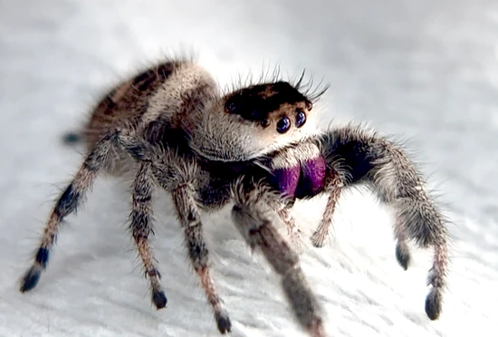 Princess Diana ~ White Line Newly Molted Adult Regal Jumping Spider by ...